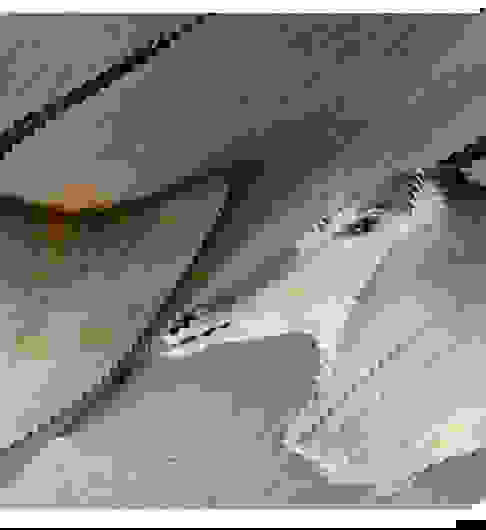 Large Taxidermy Common Eland Head Mount Auction