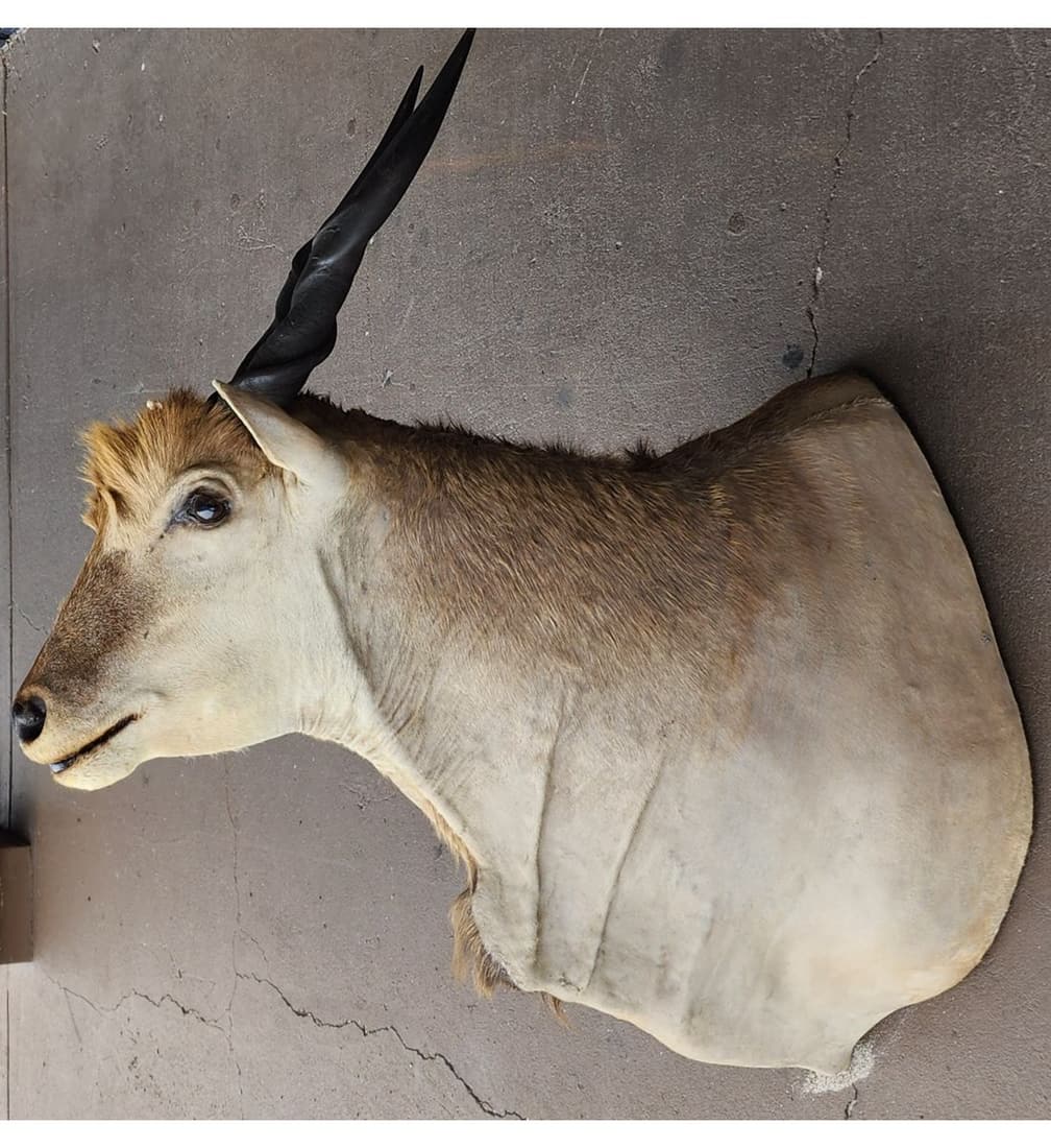 Large Taxidermy Common Eland Head Mount Auction
