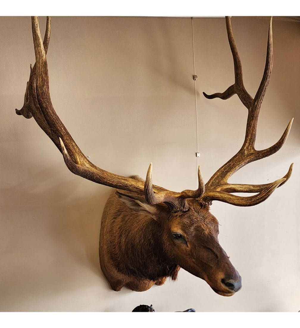 A Fantastic And Humongous Taxidermy Elk Head Mount Just Massive Auction