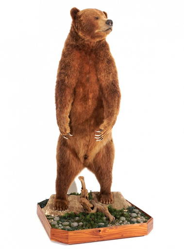Full Size Standing Brown Bear Taxidermy Mount