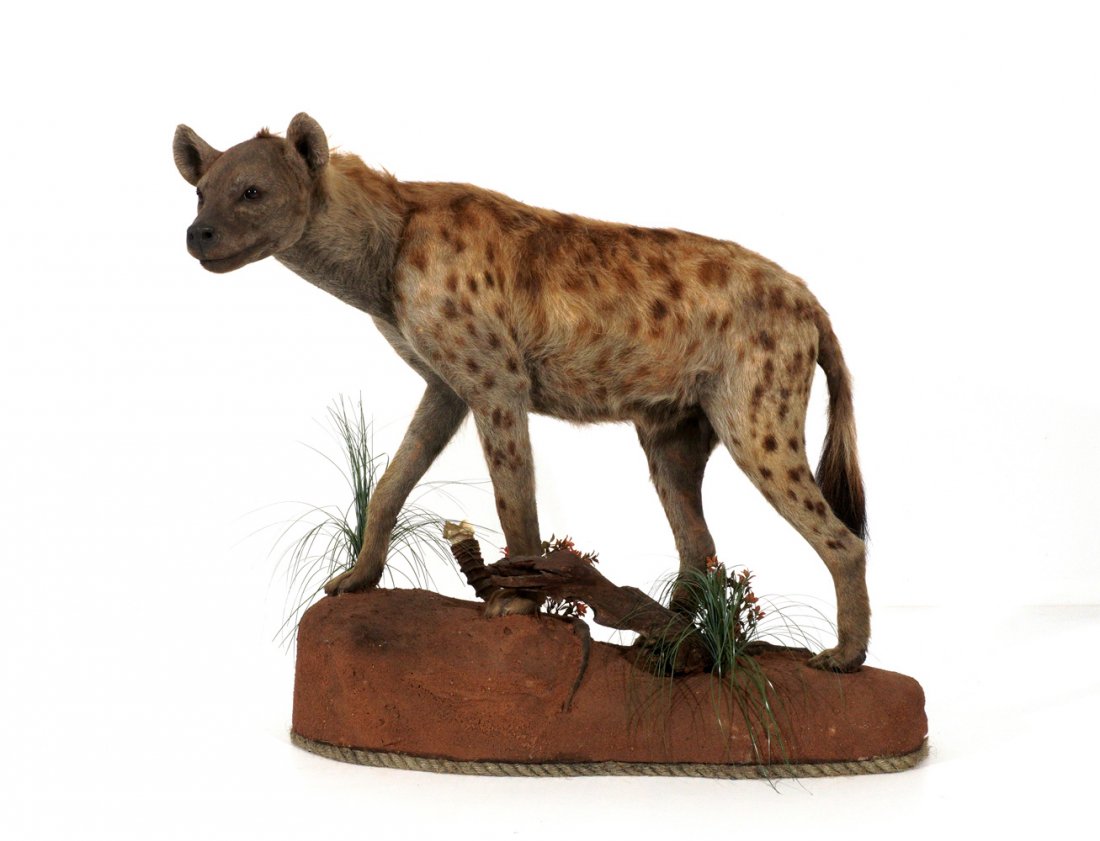 African Hyena Full Body Taxidermy Mount | Barnebys
