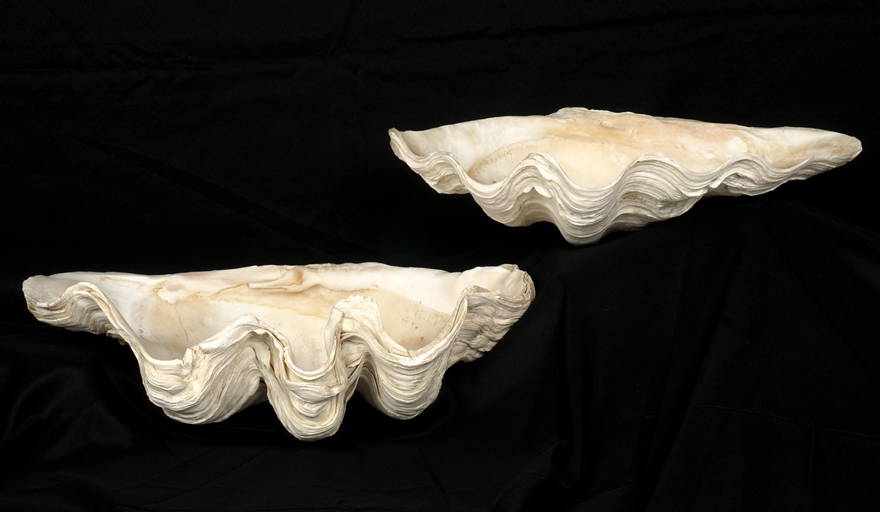 Two Natural Clam Shells