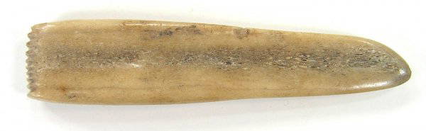 5 1/2" Bone Fleshing Tool. Perino & Partain Pape