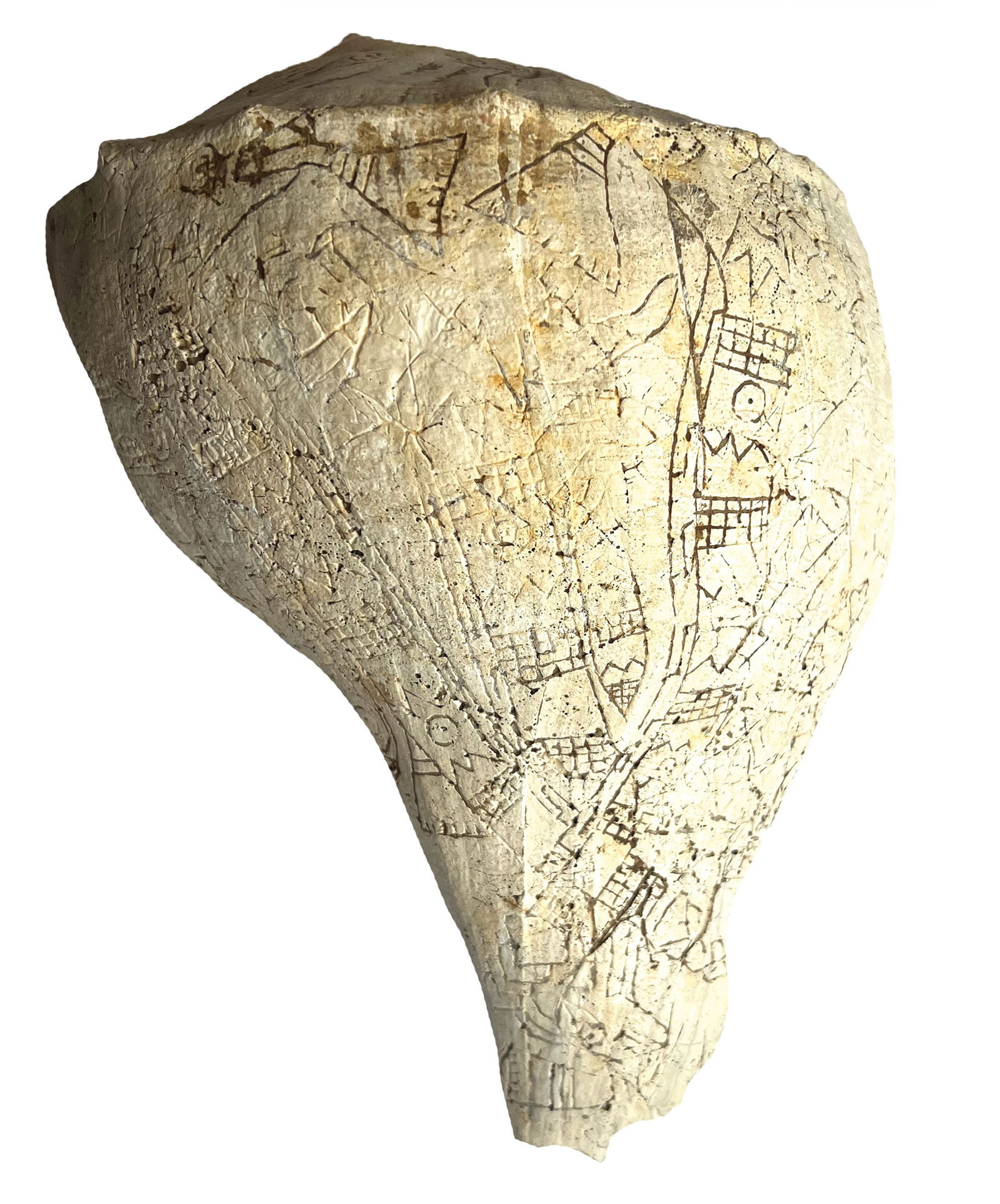 8 1/8" Engraved Conch Shell From Spiro Mounds. Well Pictured In Ww#12 ...