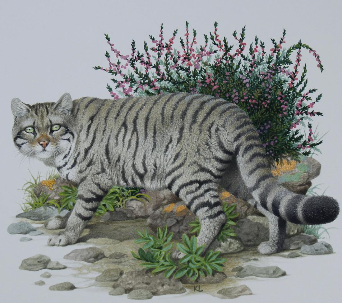 Ken Lilly (1929 - 1996) "European Wild Cat" - Jul 05, 2020 | Helmuth ...