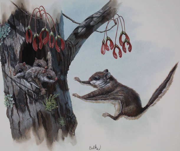 Don Balke (B. 1933) "Southern Flying Squirrel" (#0433) on Feb 05, 2023 ...
