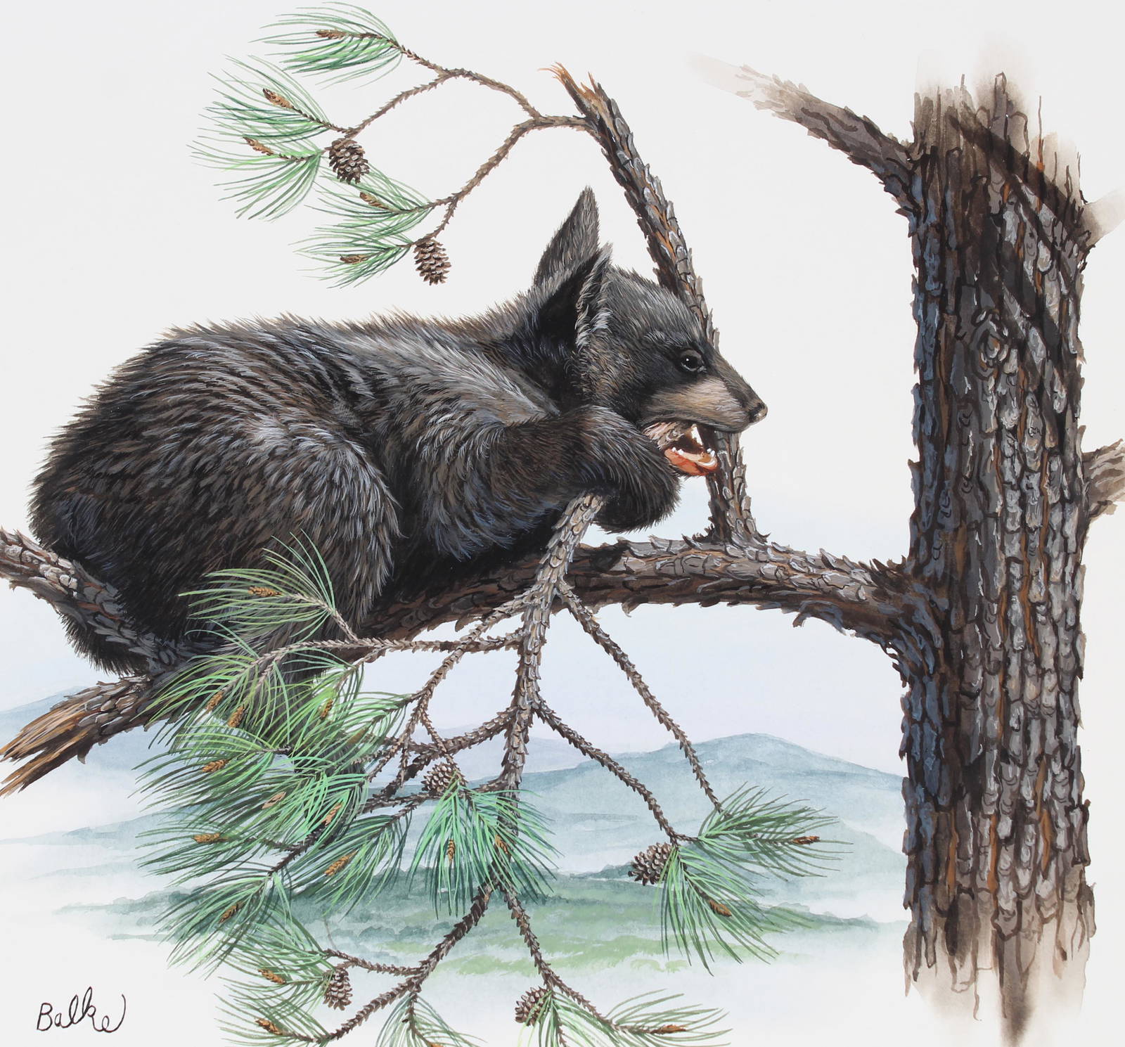 Don Balke (B. 1933) "Black Bear" Watercolor (#0422) on Apr 02, 2023 ...