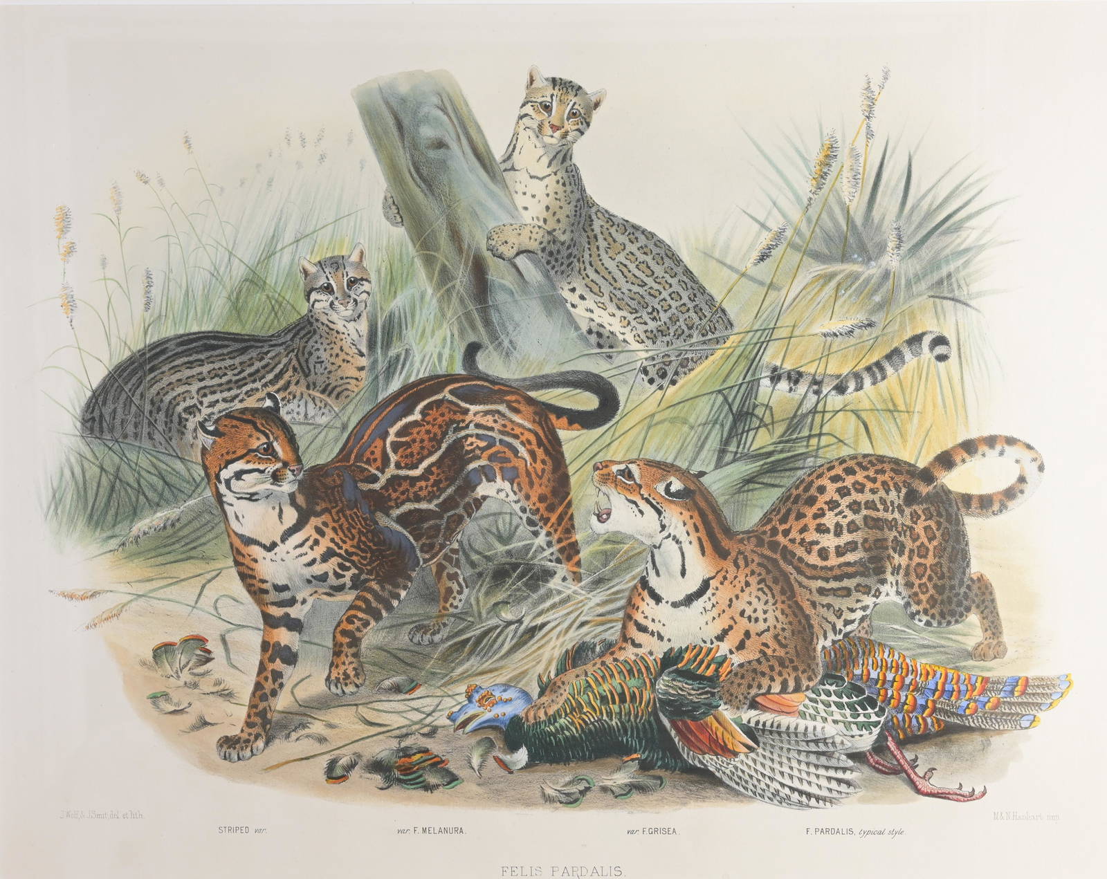 Joseph Smith Lithograph "felis Pardalis" Auction