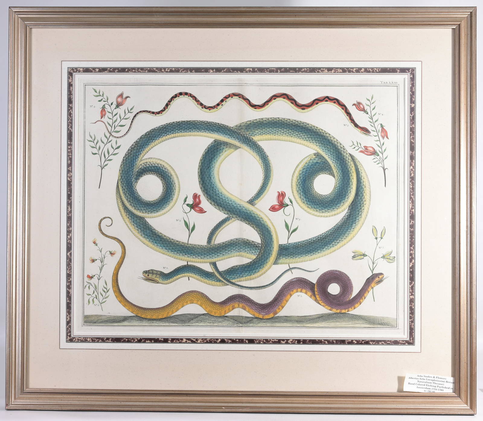 Albertus Seba 'snakes & Flowers' Engraving Auction