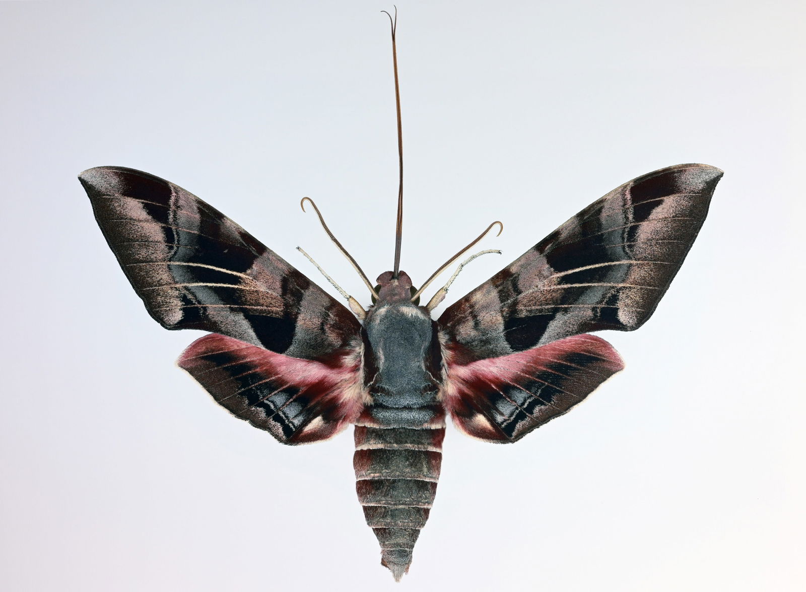 Dr. Joseph Scheer "eumorpha Typhon" Auction