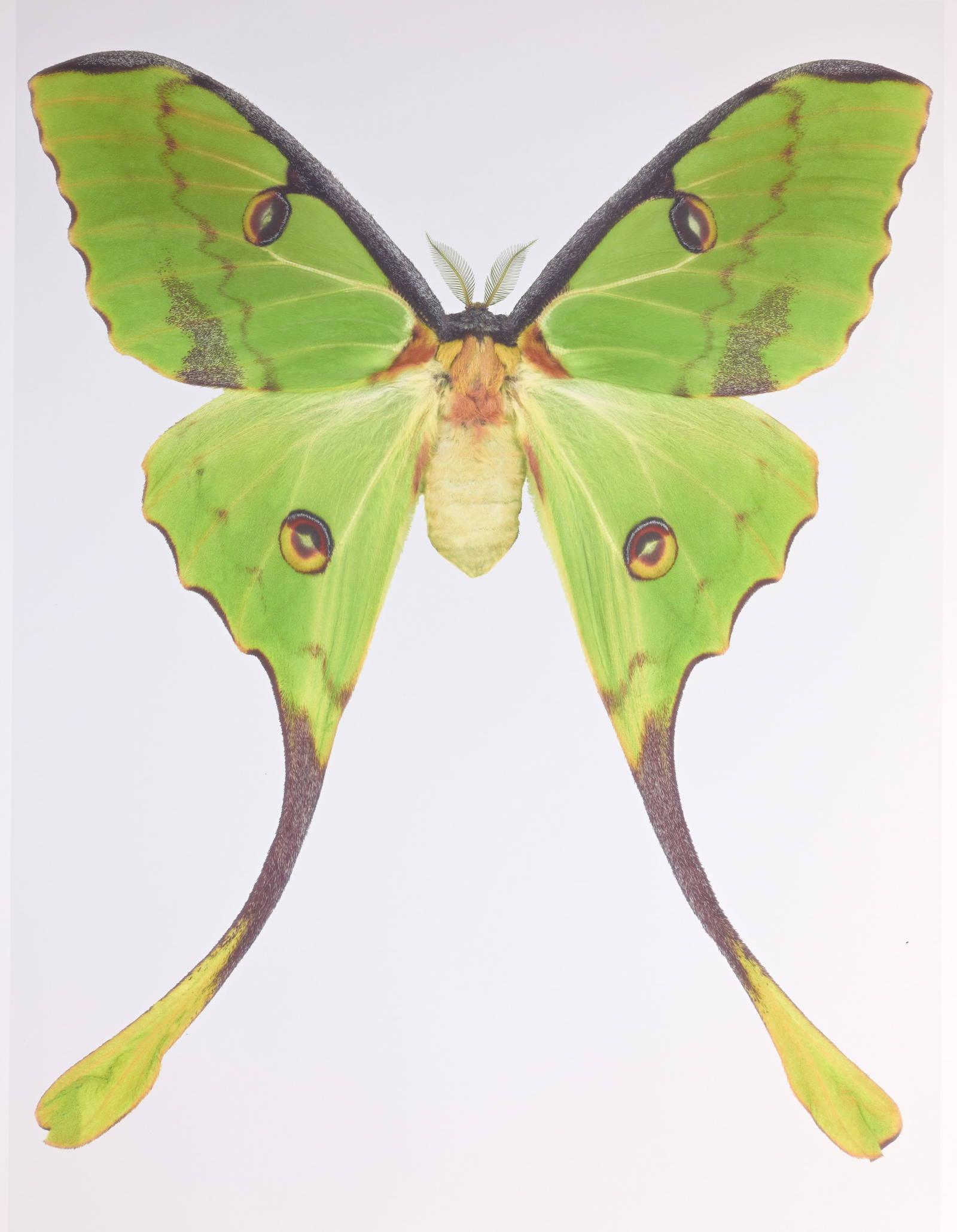 Dr. Joseph Scheer "argema Mimosae" Auction