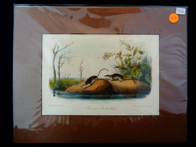 J.j. Audubon Print American Marsh Shrew