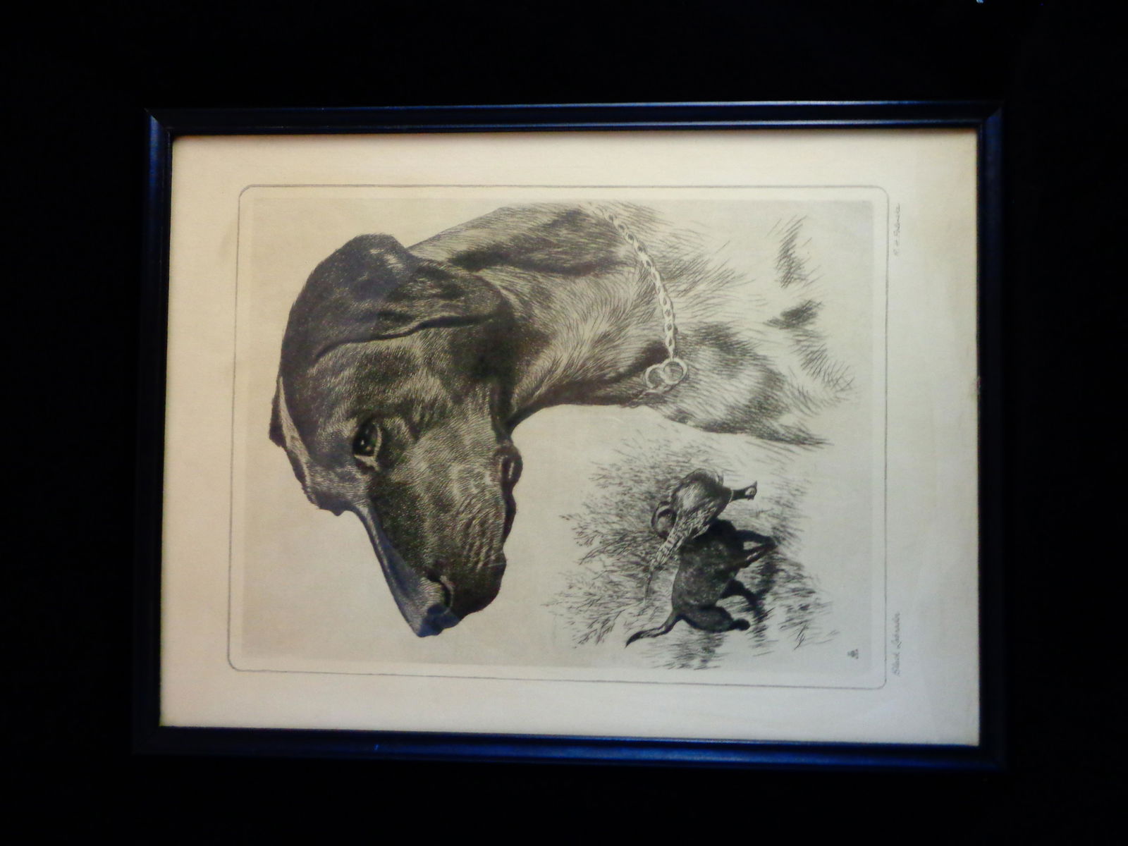 R. H. Palenske Etching Print " Black Labrador"
