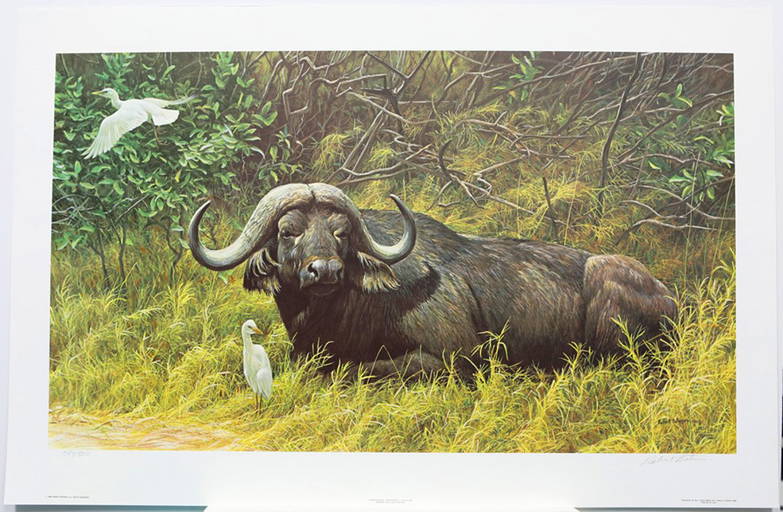 Robert Bateman's "a Resting Place Cape Buffalo" Limited Edition Print