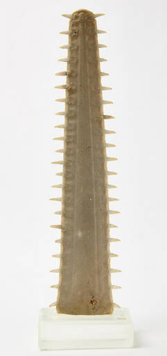 Sawfish Bill