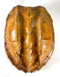 Antique American Alligator Snapping Turtle Shell - Mar 21, 2020 | Neue ...