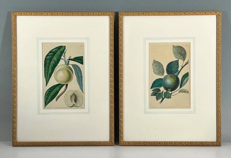 L. Watts, Pair of Botanical Prints, Hand Tinted. 19th century (#0164 ...