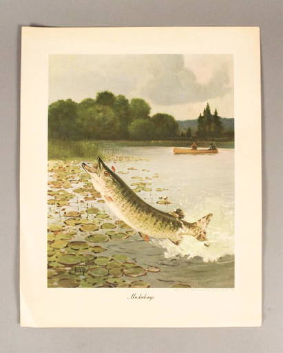 Gunning & Fishing Print "muskalonge"
