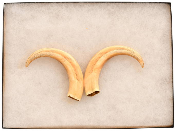 Pair of Wild Boar Tusks In Shadow Box - Sep 10, 2022 | Route 32 ...