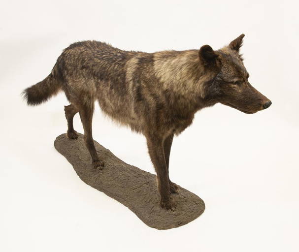 Black Wolf Full Body Wolf Mounts,Wolf Taxidermy Mounts ,Wolf