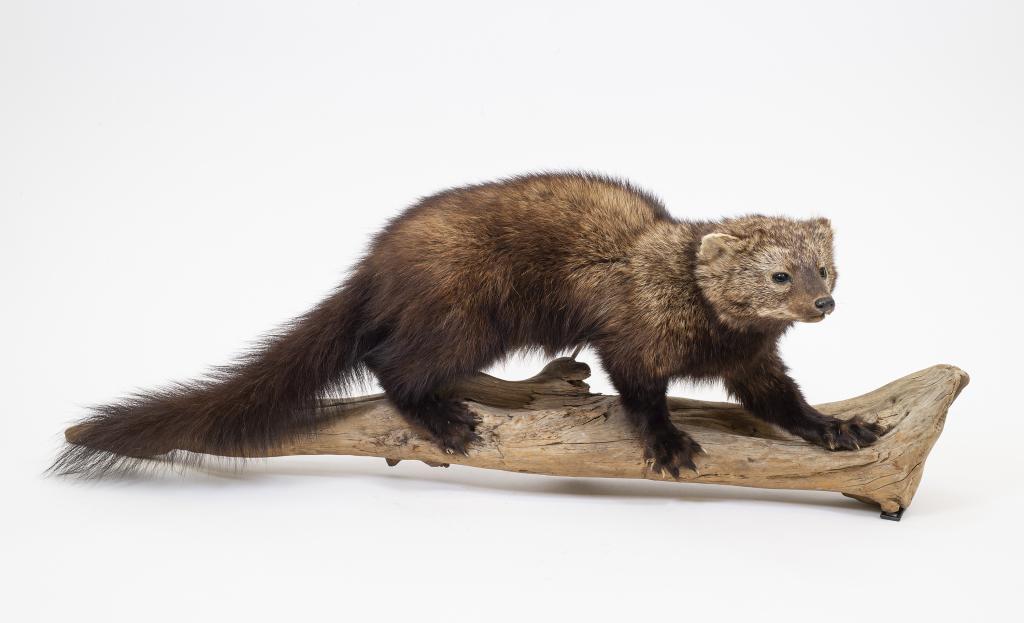Fisher Cat Weasel Taxidermy Mount