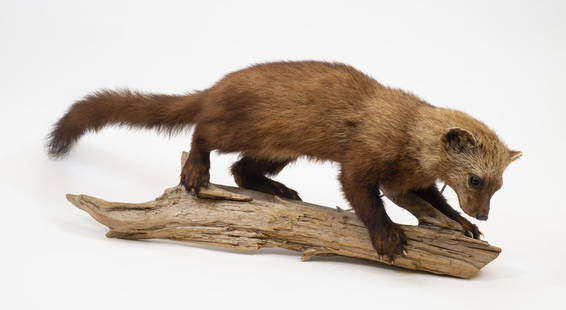 Weasel Taxidermy
