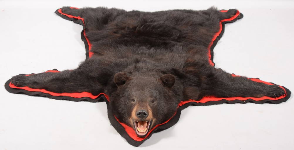Complete Black Bear Hide On Two Layers Of Felt. Ba