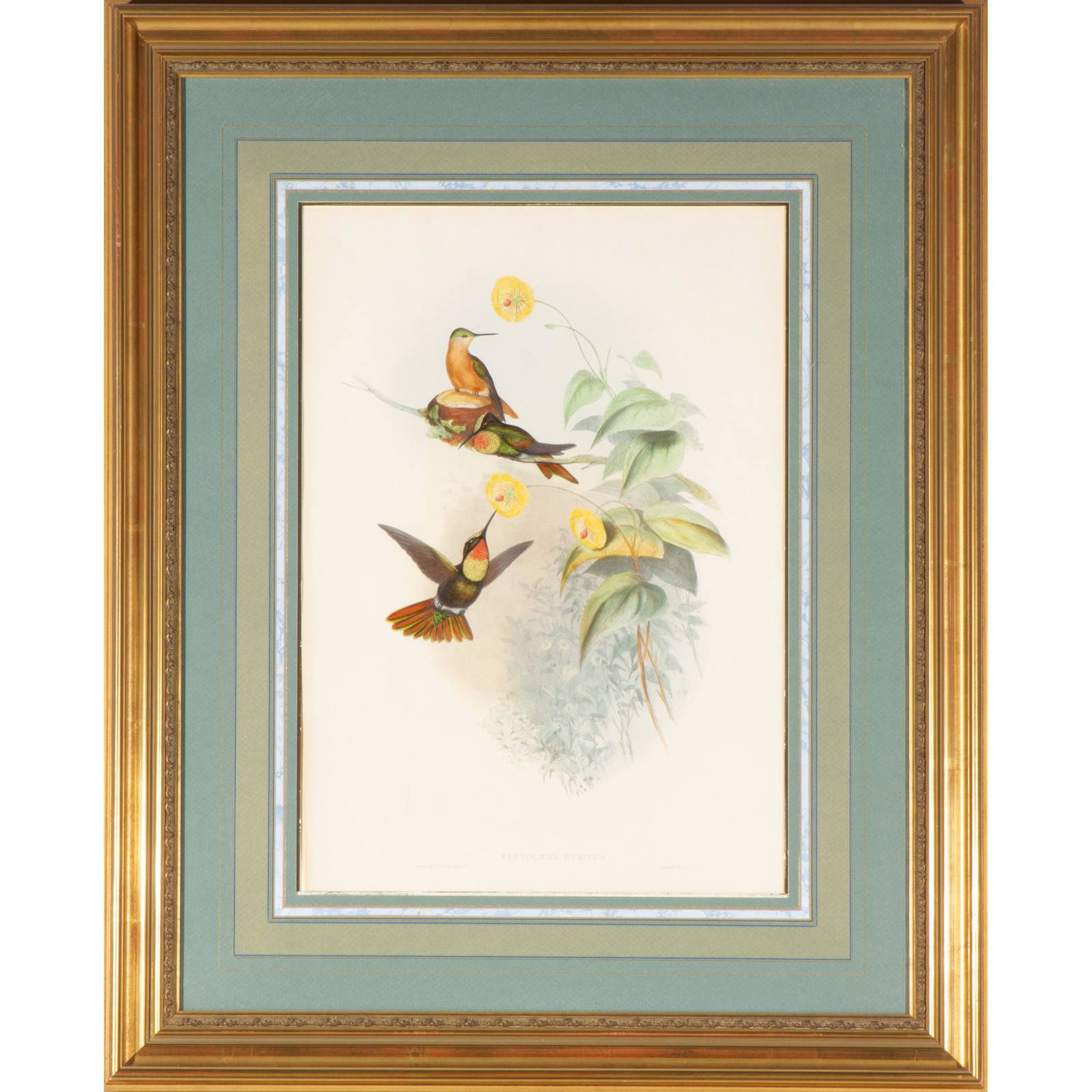 J. Gould & H.C. Richter Ornithological Lithograph (#0144) on Mar 19 ...