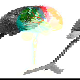 Anatomical Human Eye Model Auction
