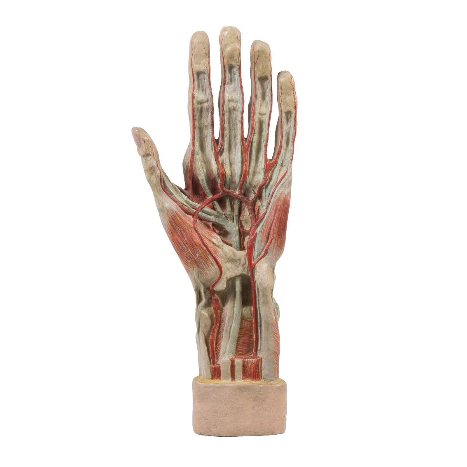Anatomical Human Hand Model Auction