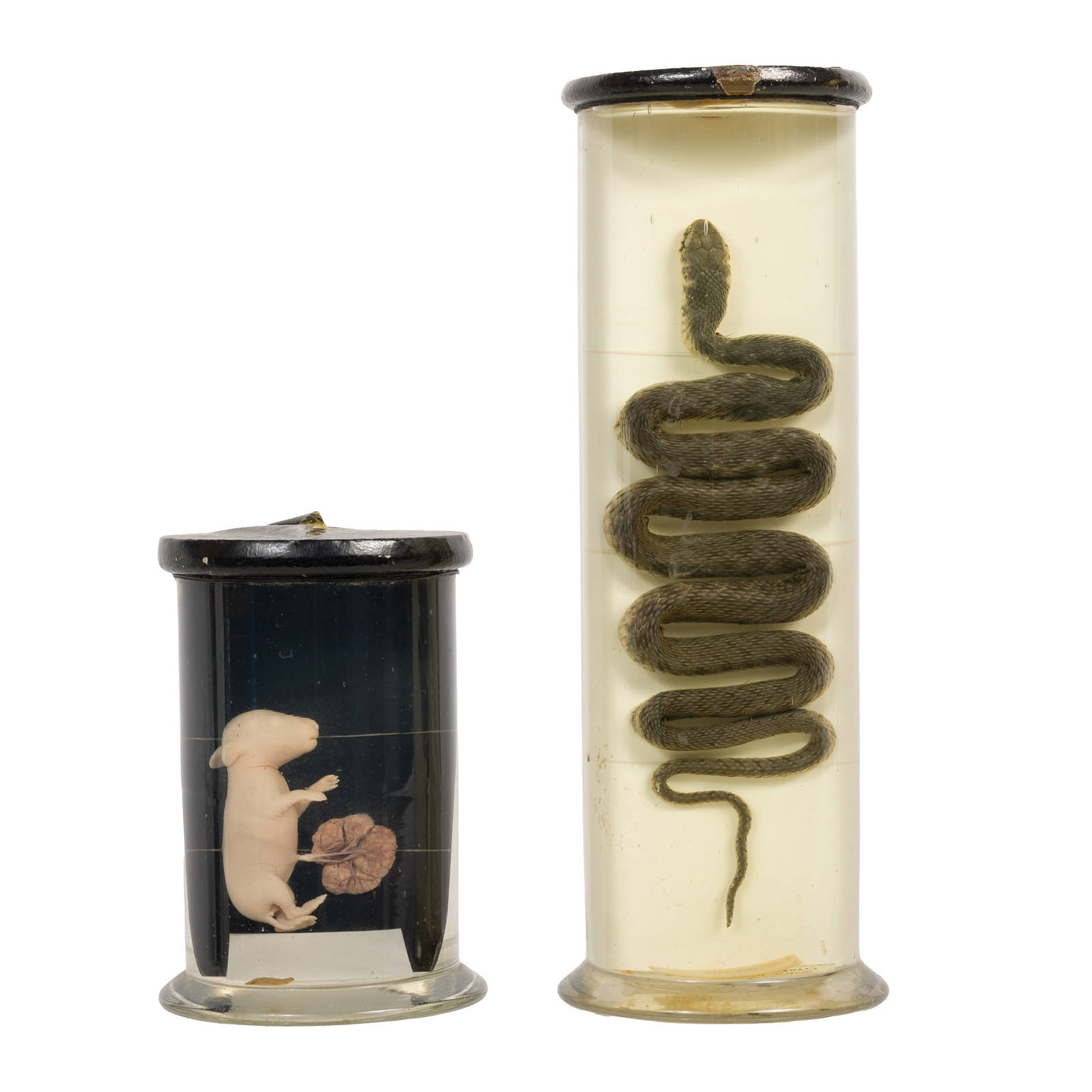 Rabbit Fetus And Snake Specimens. Auction
