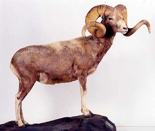 76: WORLD CLASS MONGOLIAN BIGHORN SHEEP (ovis ammon amm