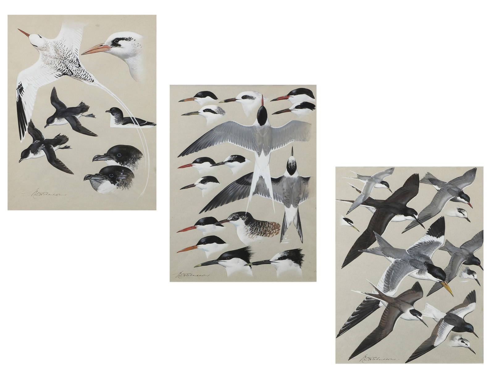 Keith Hope Shackleton Auction