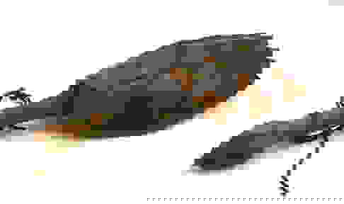 Native American Snapping Turtle Rattle Auction