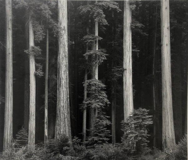 Ansel Adams Northern Ca Coast Redwoods (hand Signed)