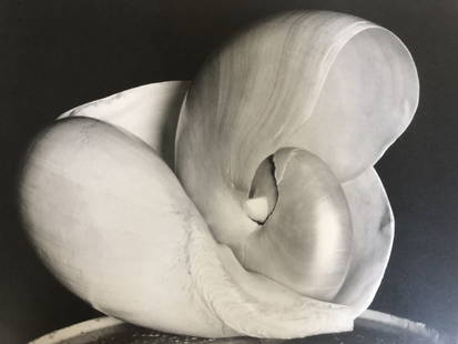 Edward Weston Nautilius, 1927