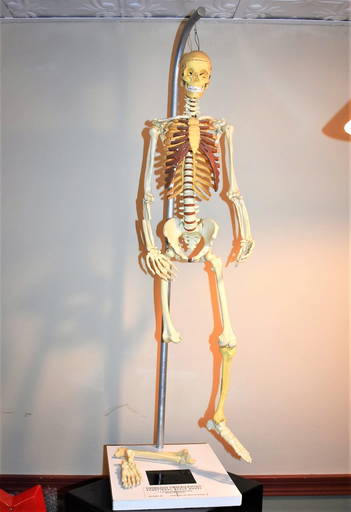 Johns Hopkins University Human Skeleton Scale Model