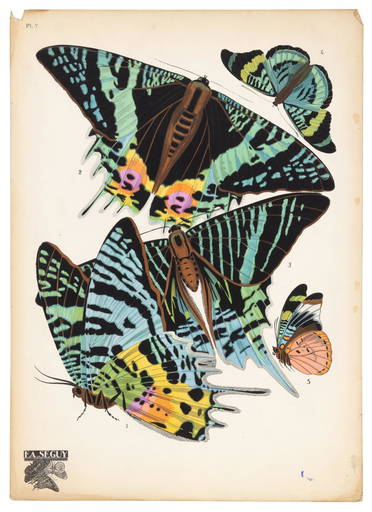 E.A. Seguy Papillons portfolio of Pochoir illustration - Aug 25, 2022 ...
