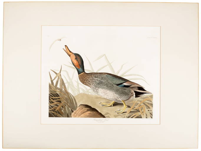 Audubon's Bemaculated" Duck"