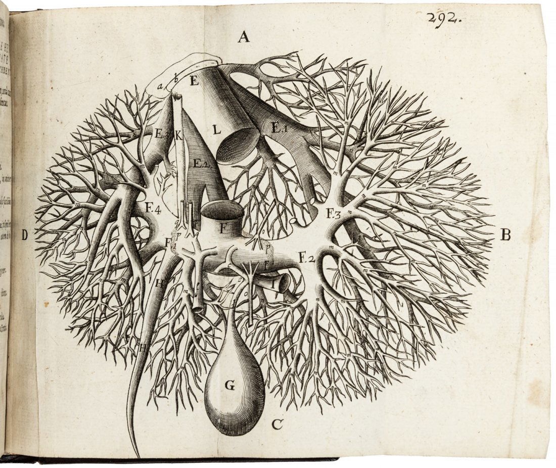 Glisson's Anatomy Of The Liver 1654