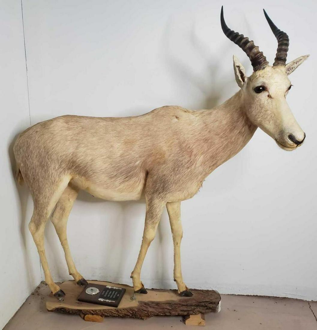 South African White Blesbok Full Body Mount