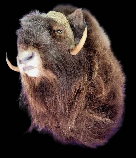 Musk-Ox Shoulder Mount - Dec 03, 2022 | Alaska Premier Auctions and ...