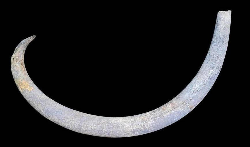 Large Alaskan Blue Vivianite Mammoth Tusk - Dec 03, 2022 | Alaska ...