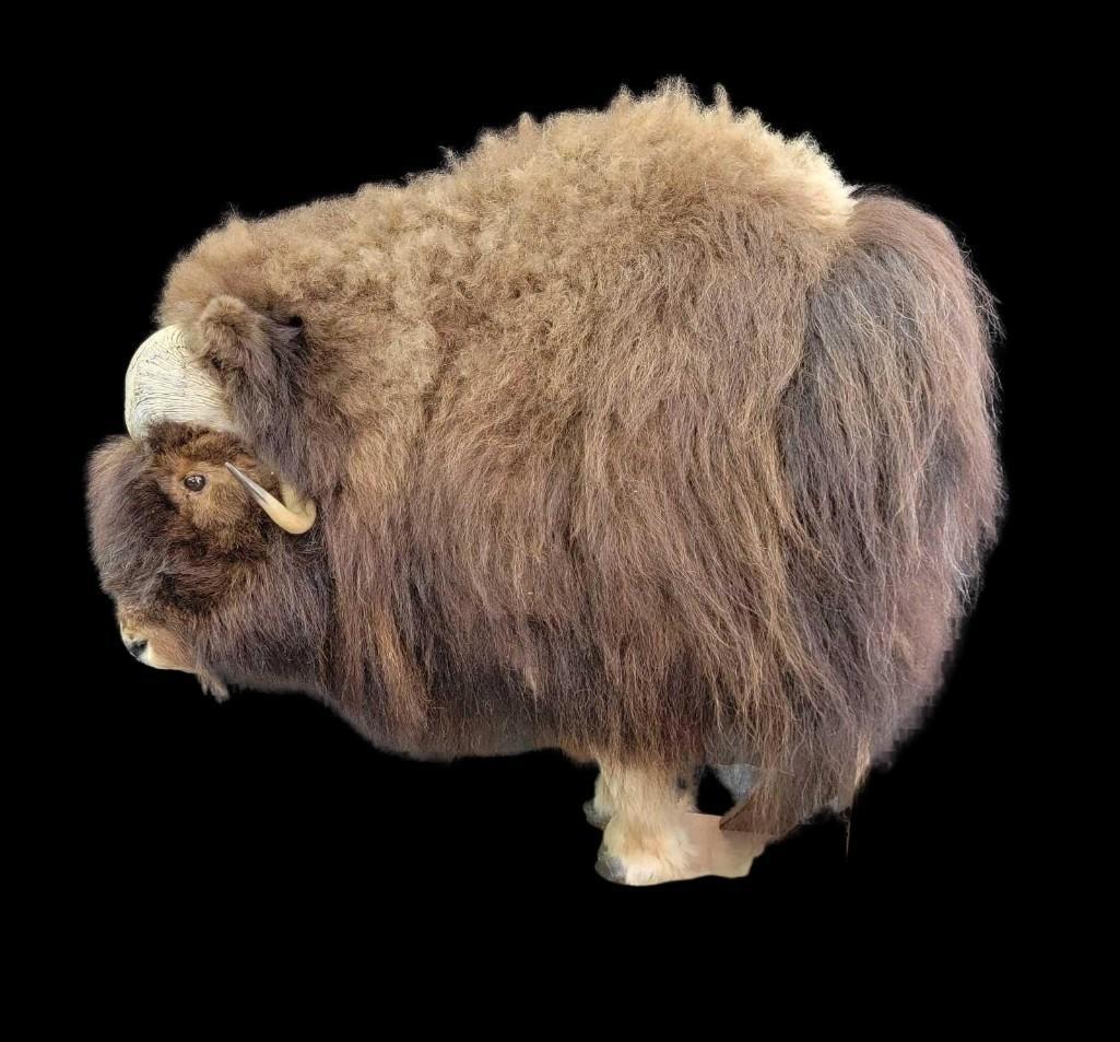 Half-Body Musk-Ox Trophy Mount - Mar 05, 2023 | Alaska Premier Auctions ...
