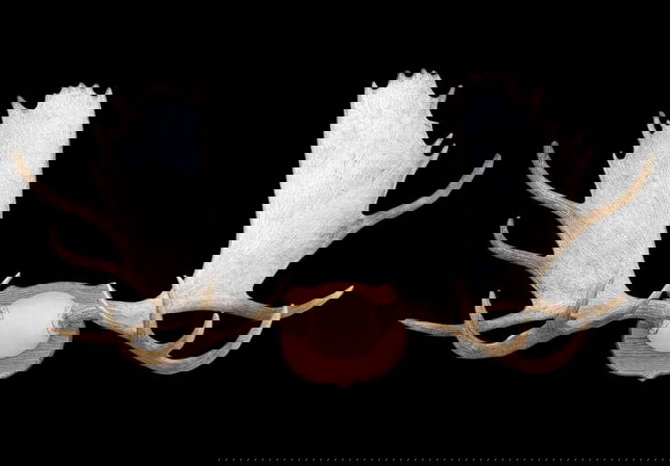 Massive 66" Alaskan Moose Antler Taxidermy Mount