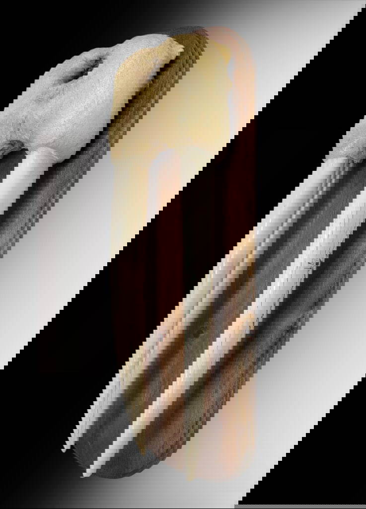 Walrus Head Mount W/ Scrimshaw Tusks Auction