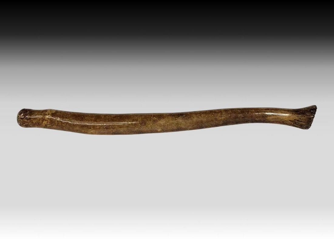 19.5" Fossilized Walrus Oosik Auction