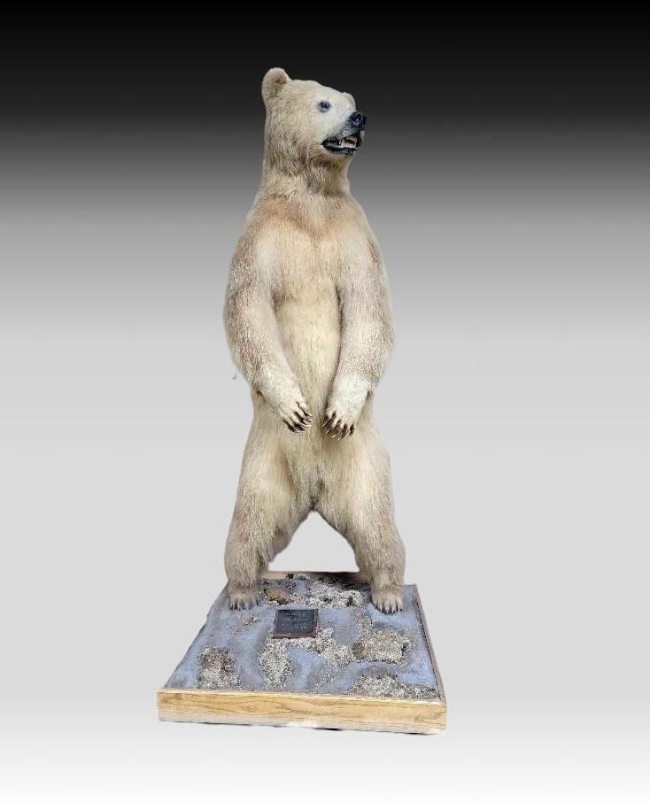 8' Full Body Taxidermy Coastal Brown Bear W/ Base Auction