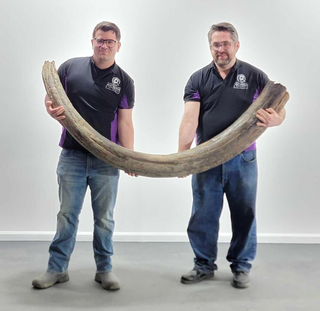 95lb Alaskan Woolly Mammoth Tusk Auction