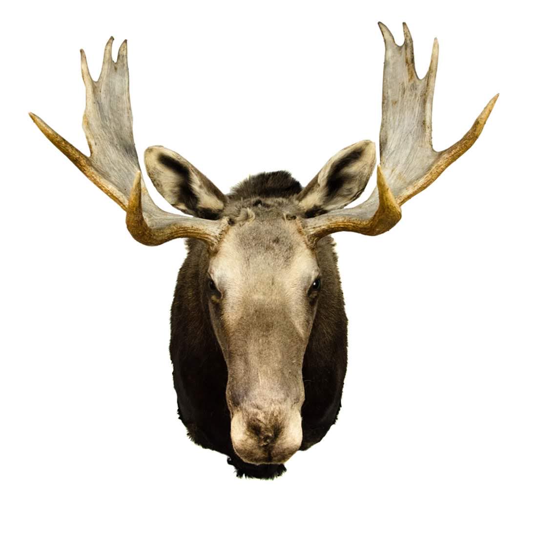 Ten-Point Moose Head Taxidermy Mount - Aug 03, 2019 | Atlanta Auction ...